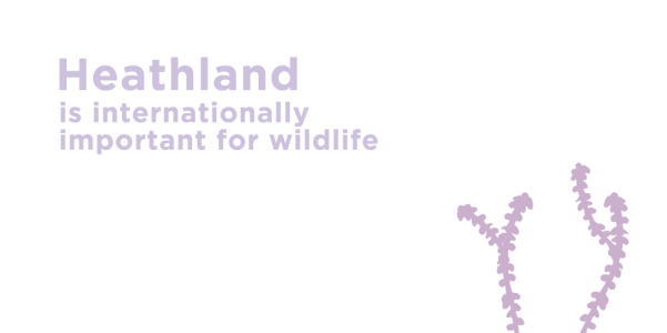 Welcome to Cannock Chase - Cannock Chase