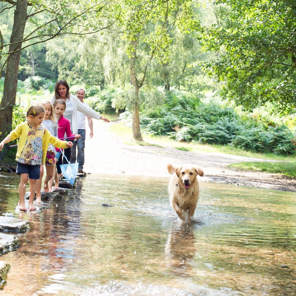 Welcome to Cannock Chase - Cannock Chase