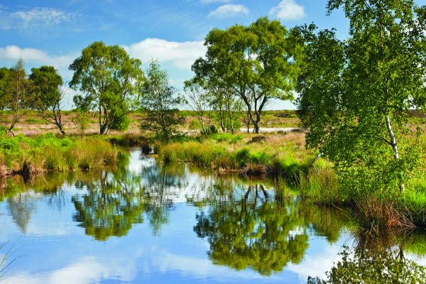 Welcome to Cannock Chase - Cannock Chase