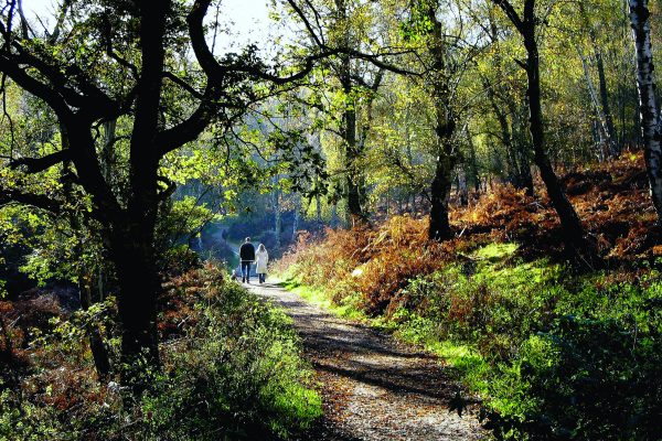 Welcome to Cannock Chase - Cannock Chase