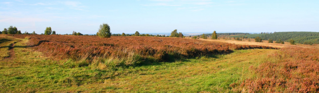 An outstanding landscape - Cannock Chase