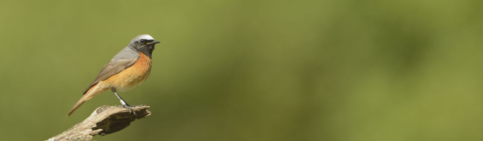 Wildlife and Nature - Cannock Chase