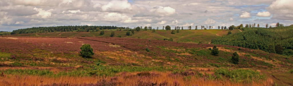 About Cannock Chase - Cannock Chase